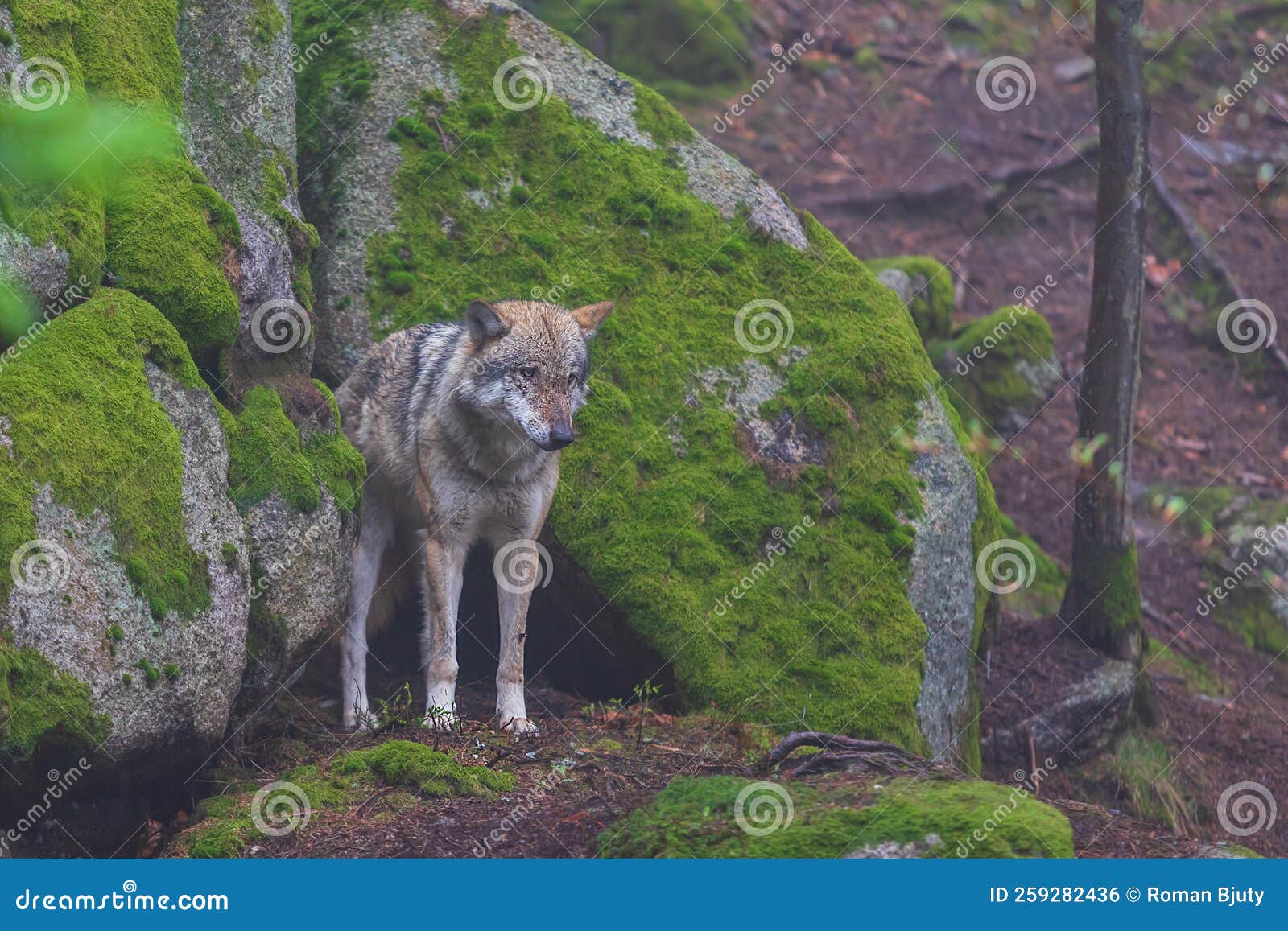 Wolf - Canis Lupus in the Deep Forest on the Rock Stock Photo - Image ...