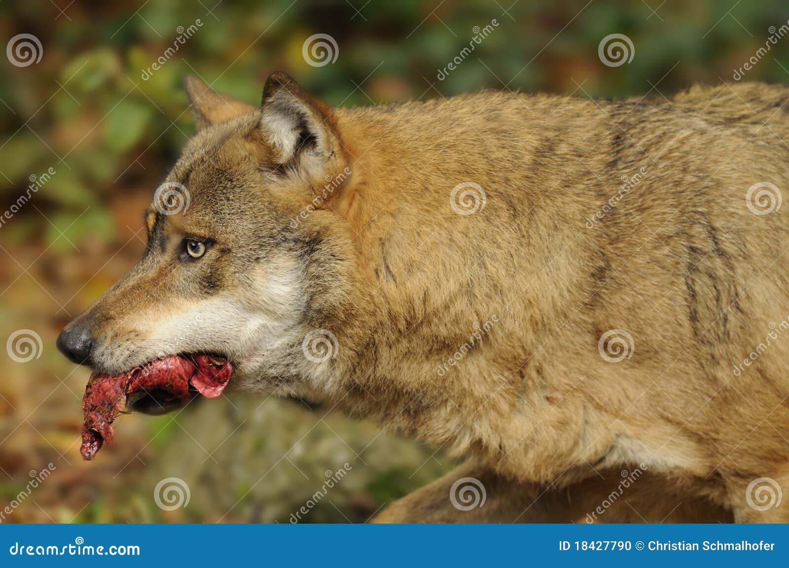 Wolf (Canis Lupus) essen stockfoto. Bild von nave, toben - 18427790