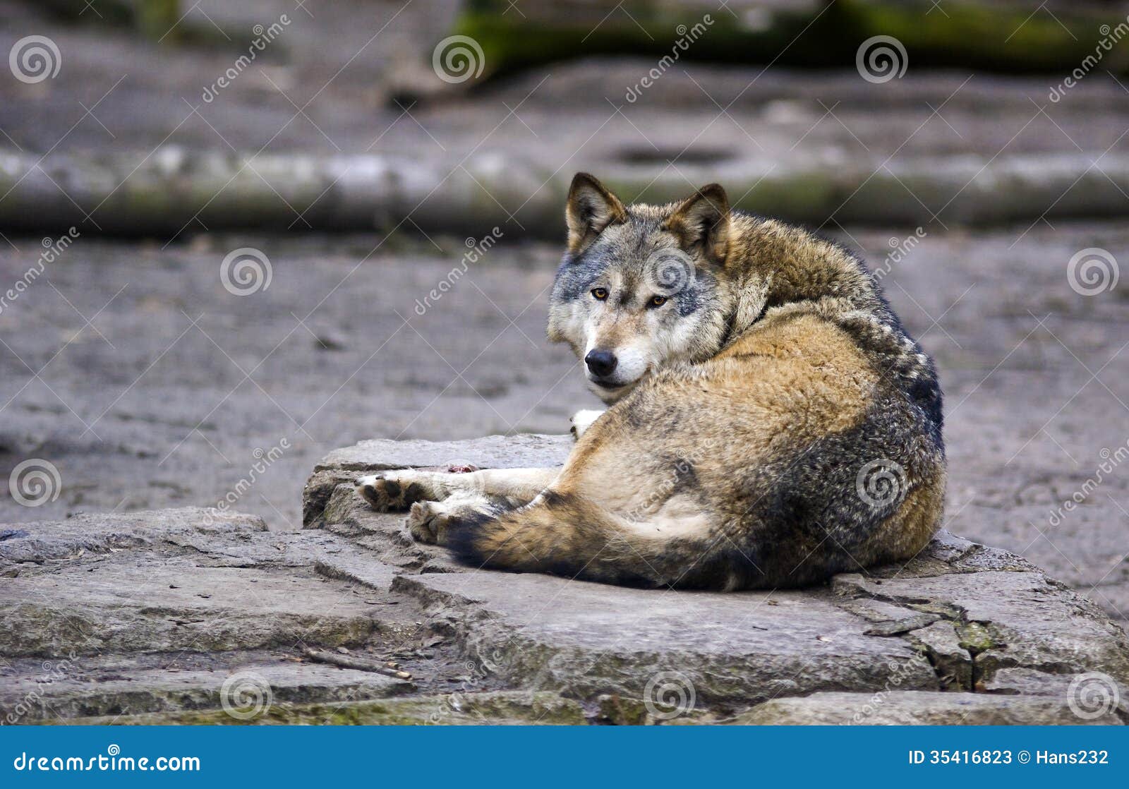 Wolf (Canis lupus) stock image. Image of prey, deer, pack - 35416823