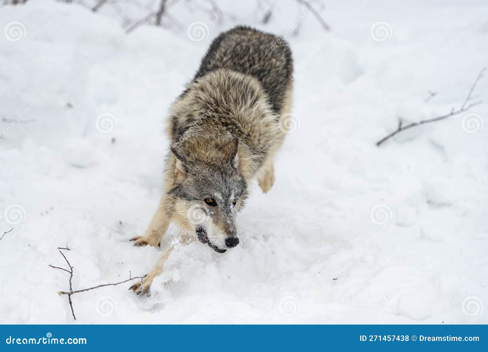 Wolf (Canis Lupus) Makes Quick Turn while Running Winter Stock Photo ...