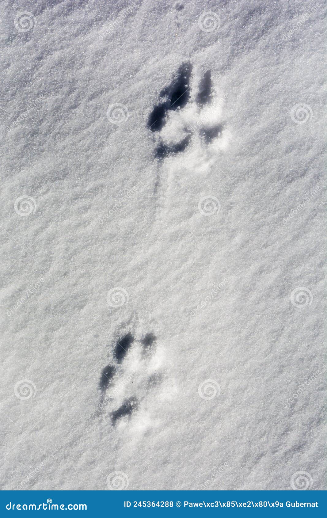 Timberwolf Tracks In Snow
