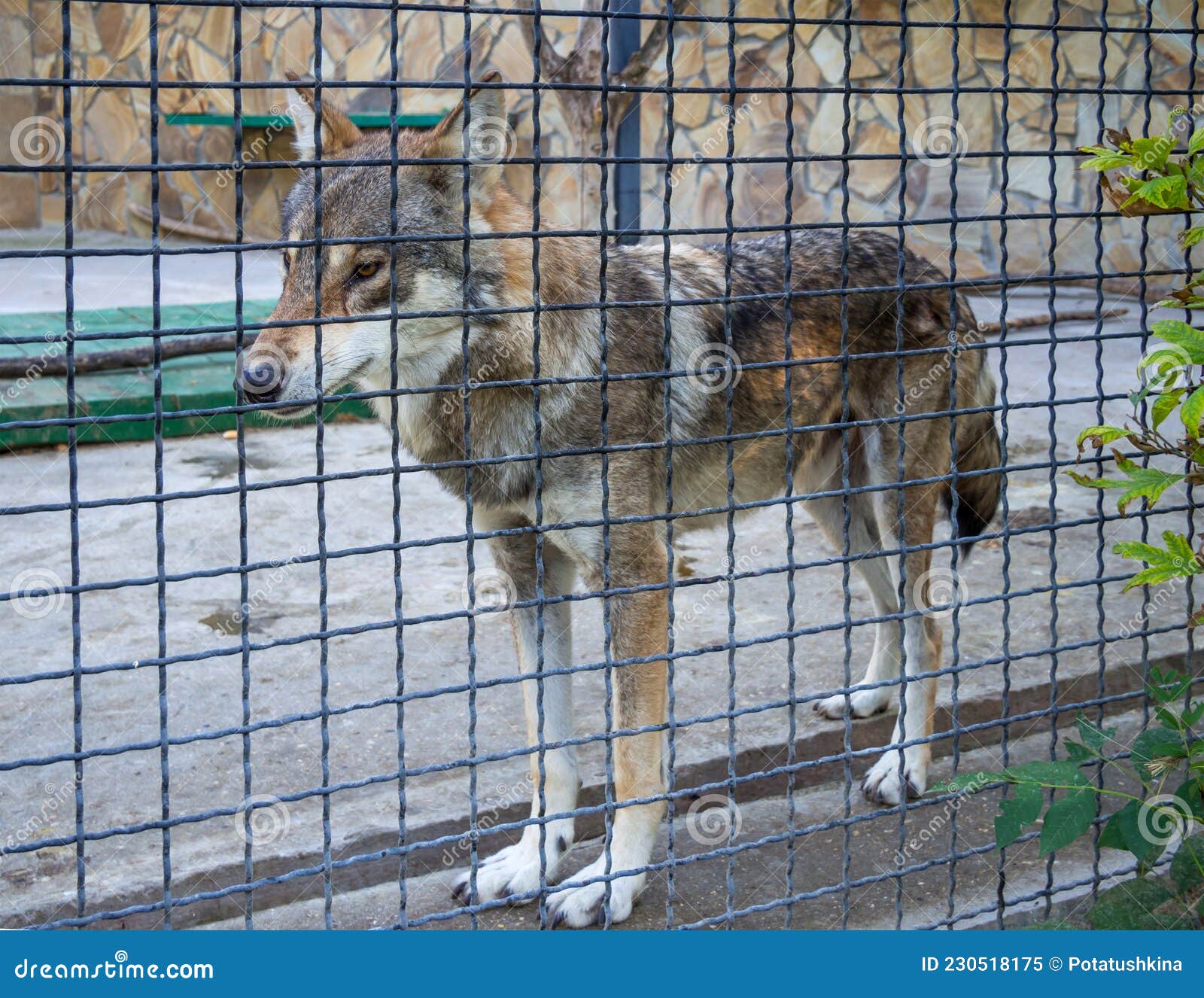 A Wolf in Captivity Behind a Net of an Aviary Stock Image - Image of ...