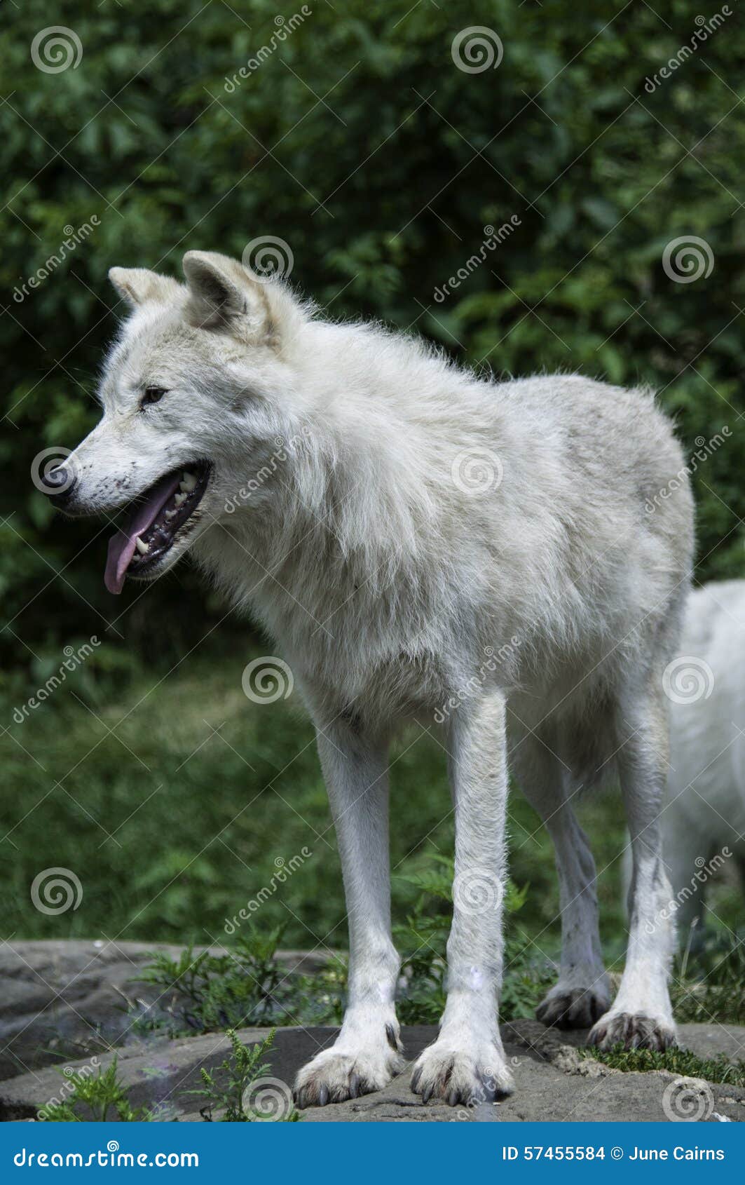 Wolf in captivity stock photo. Image of fence, wolf, white - 57455584