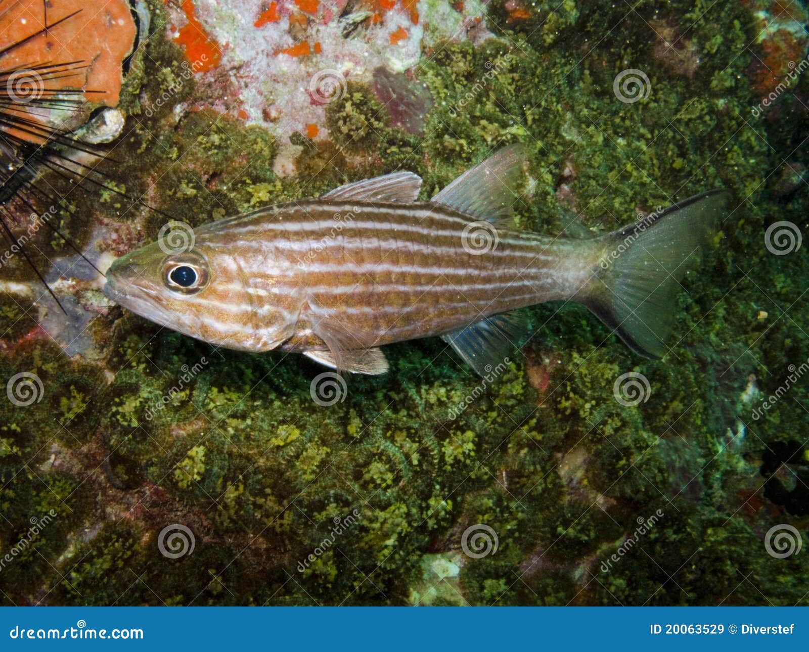 Wolf Cardinalfish - Cheilodipterus Artus Stock Image - Image of wolf ...