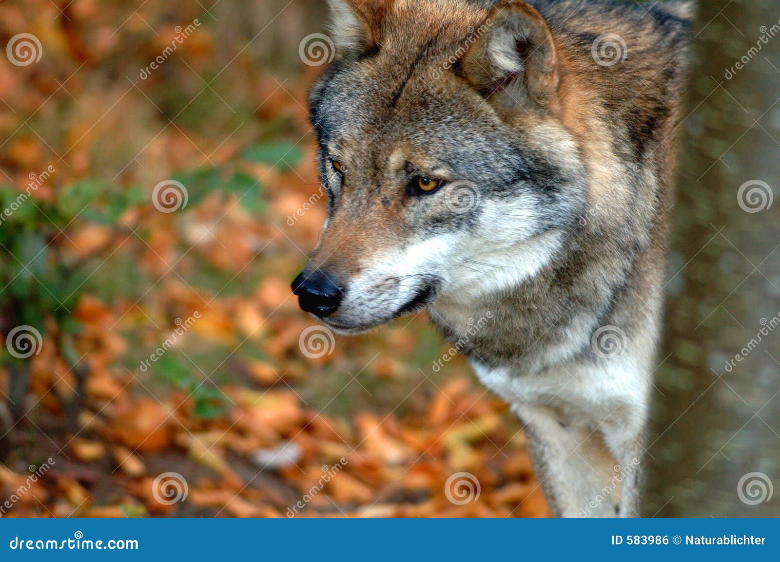Wolf check the forest stock photo. Image of power, alone - 583986