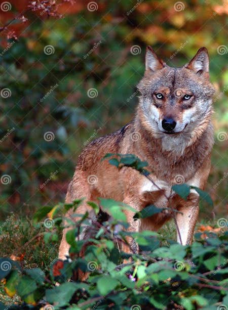Wolf Check the Photographer Stock Photo - Image of mobile, noose: 583982