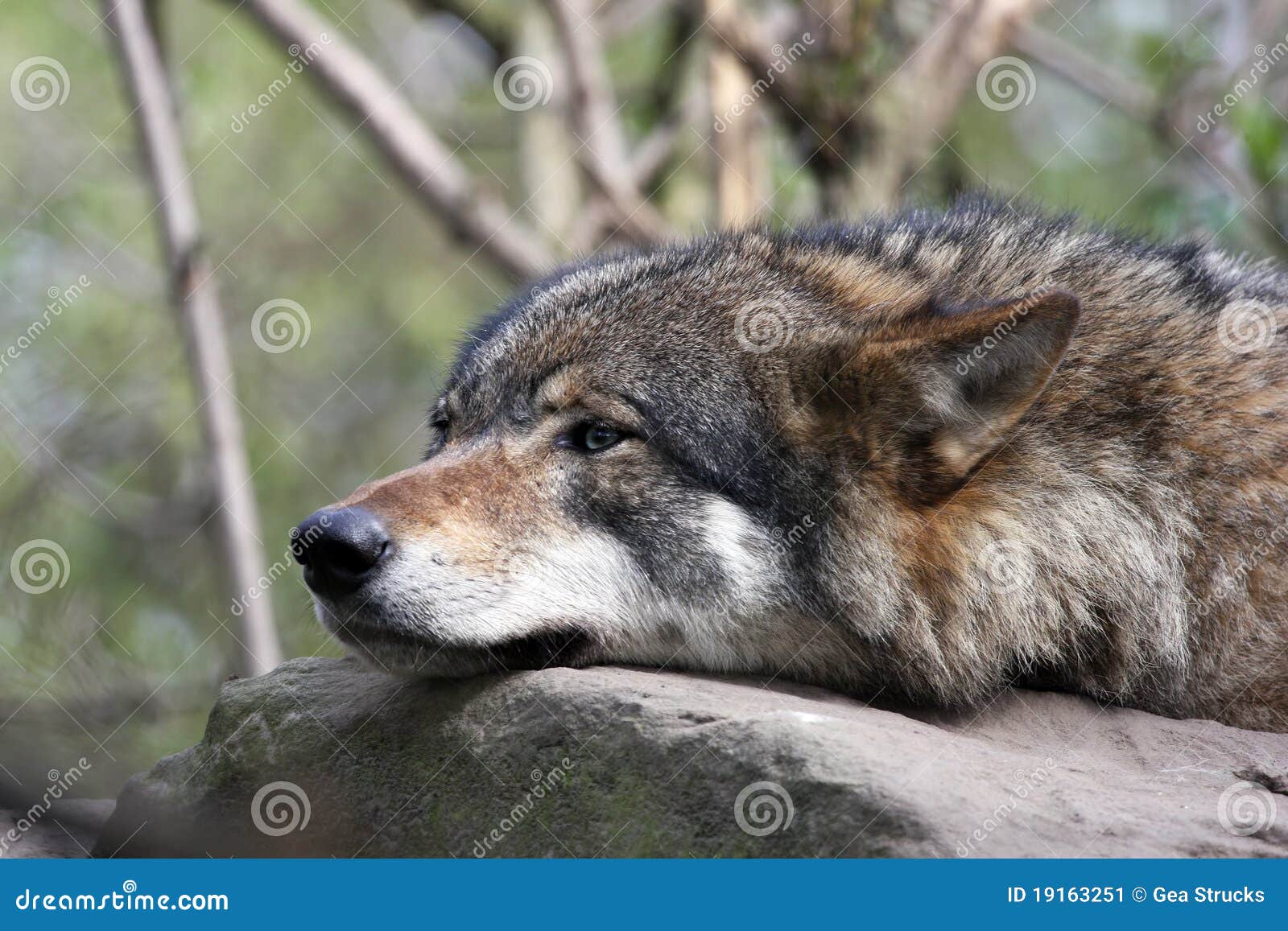 Wolf close up stock image. Image of wild, animal, wolf - 19163251