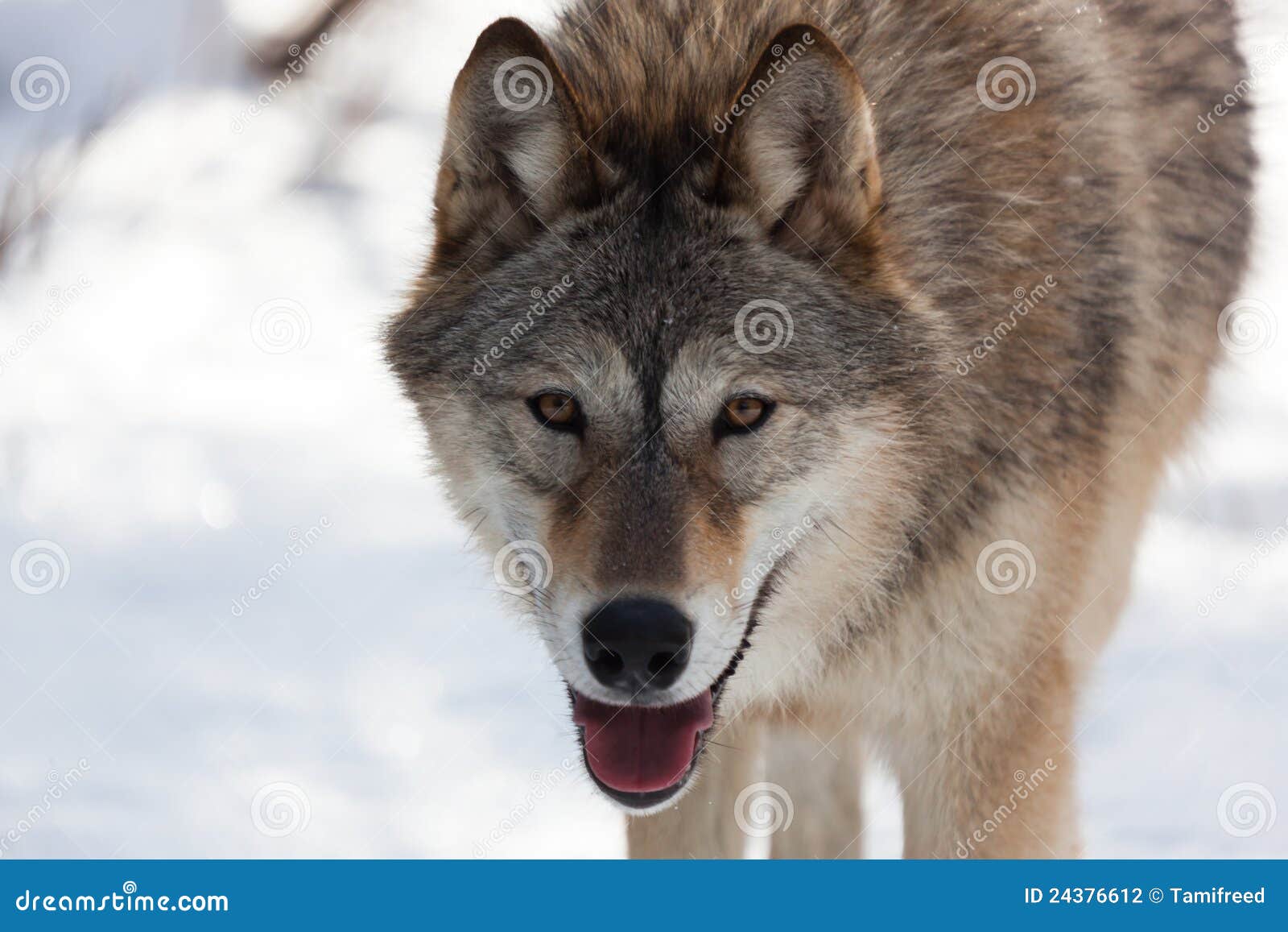 Wolf Close Up stock photo. Image of camouflage, breed - 24376612
