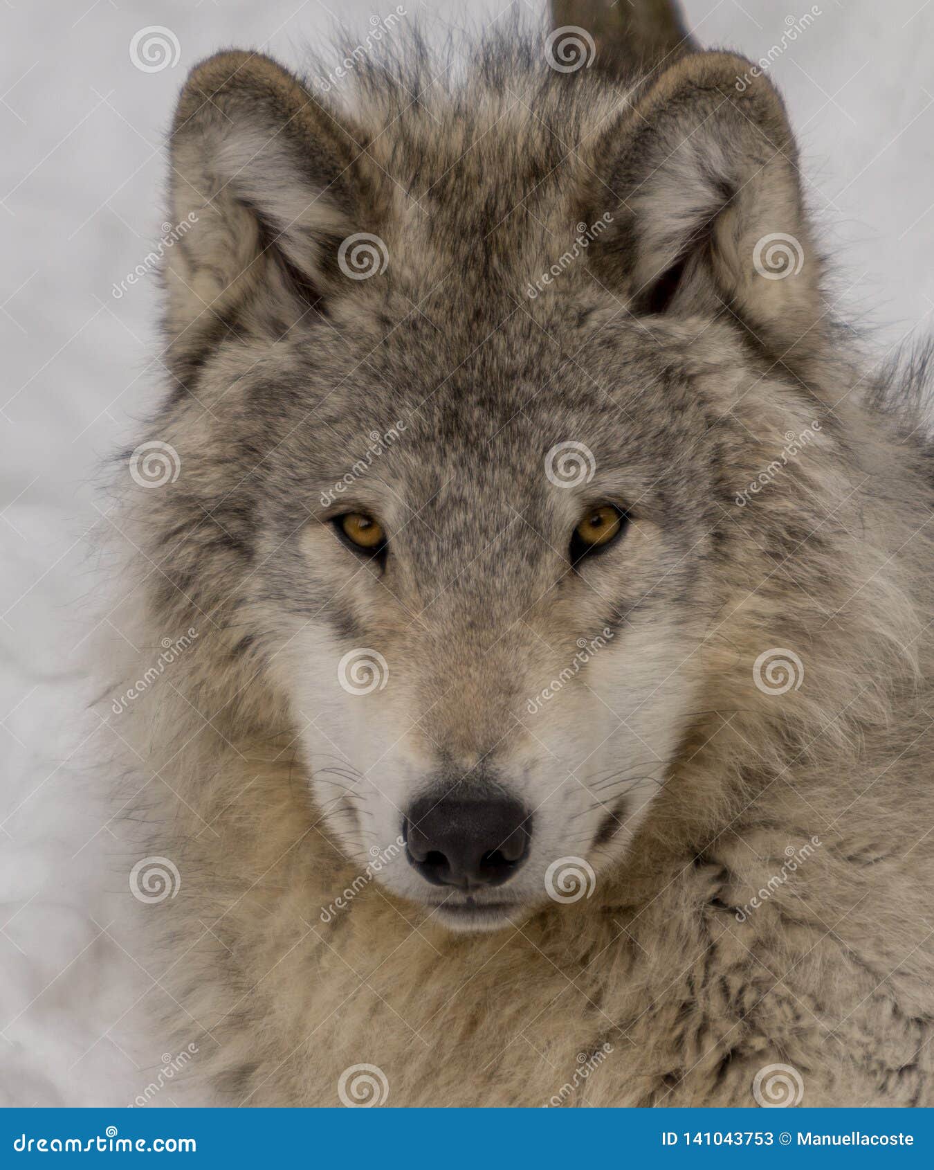 Wolf Close-up in the Forest during Winter Stock Image - Image of nature ...
