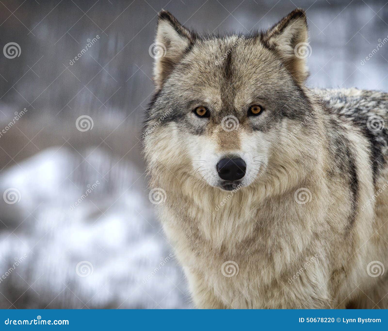 Wolf stock photo. Image of cold, endangered, mammal, creature - 50678220