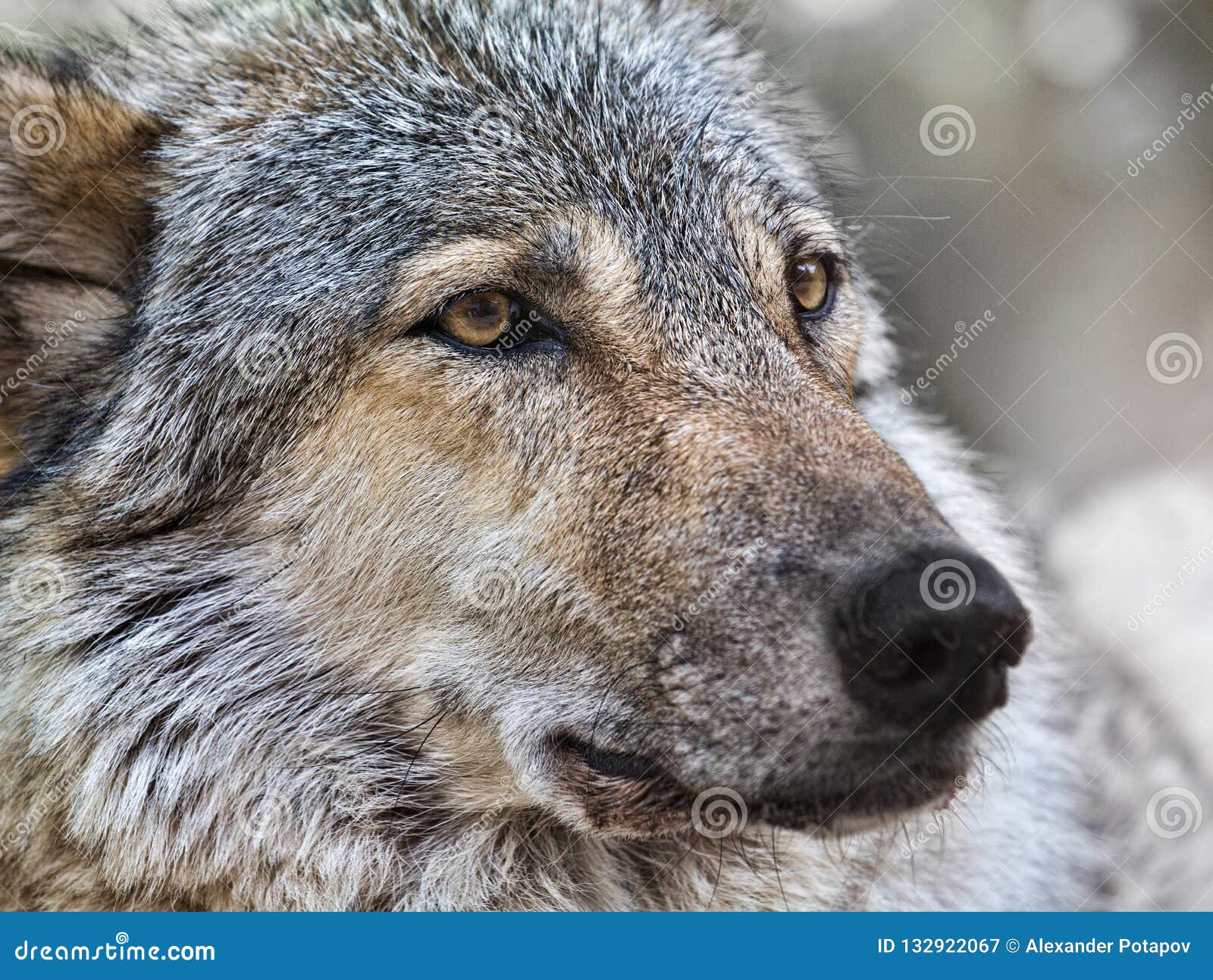 Wolf close up photo stock image. Image of animal, face - 132922067