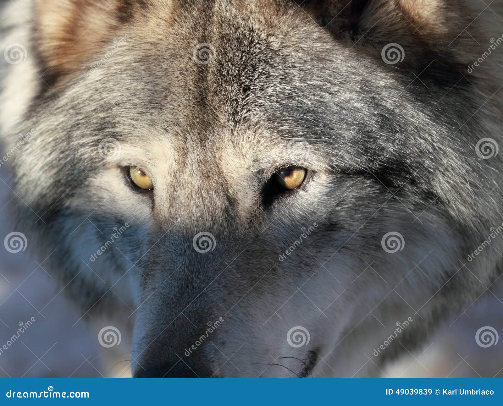 Wolf close up stock image. Image of closeup, wolf, animal - 49039839