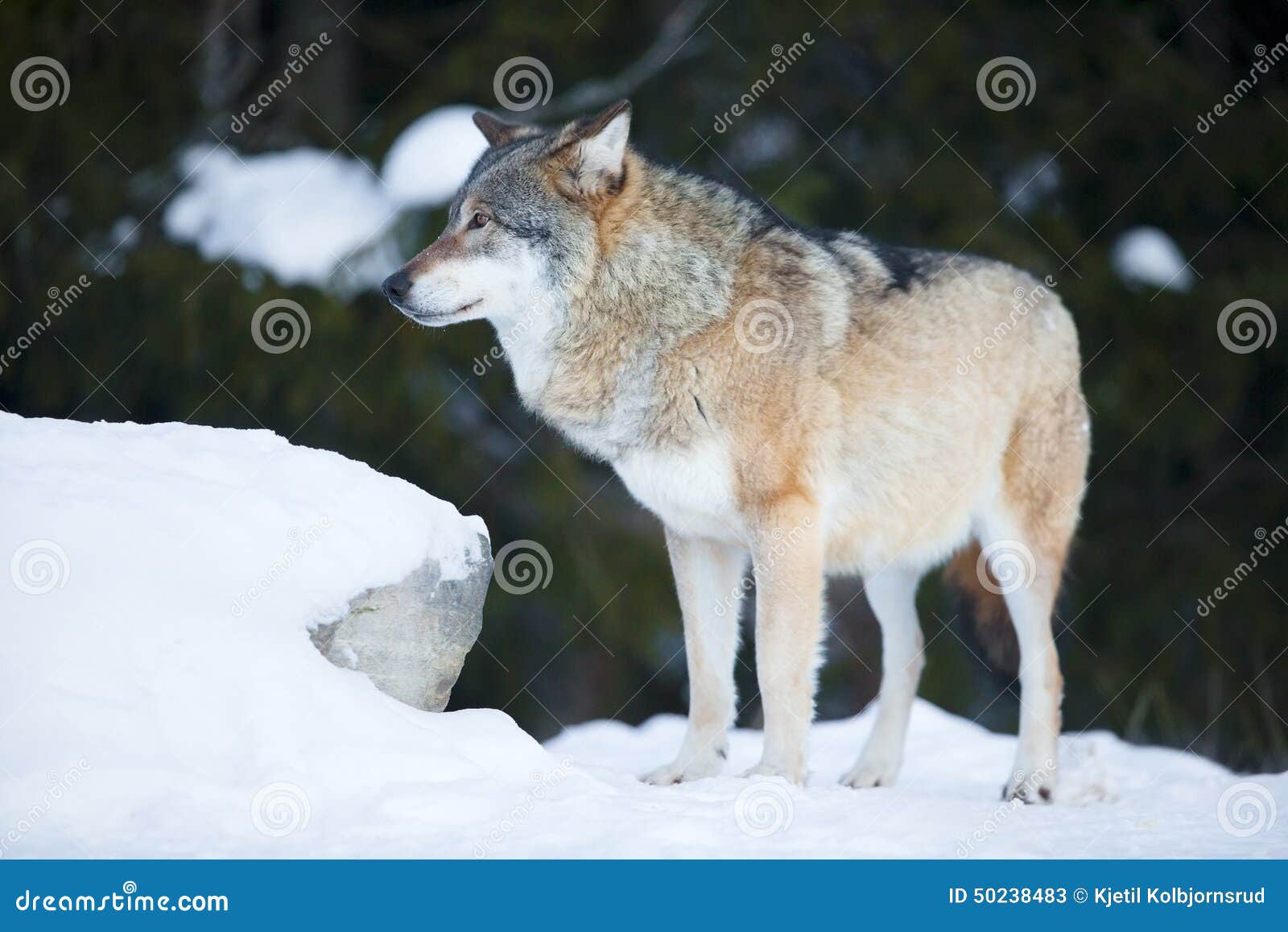 Wolf in the Cold Winter Forest Stock Image - Image of white, standing ...