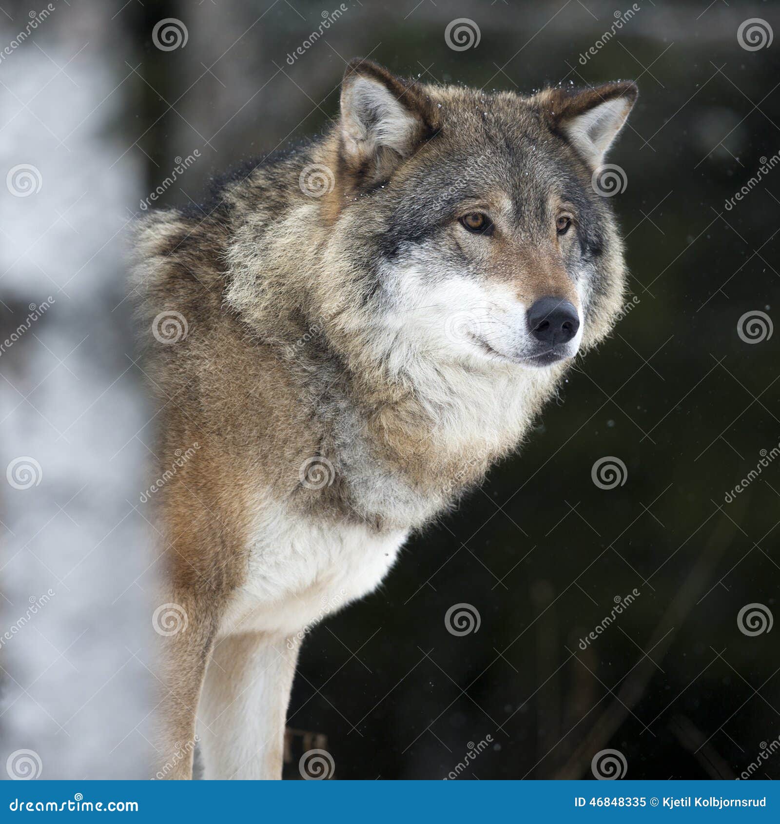 Wolf in the cold winter stock image. Image of cold, looking - 46848335