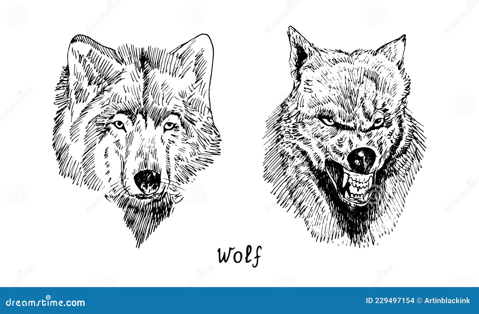 Wolf Collection Muzzle Front View Calm and Growling. Ink Black and ...