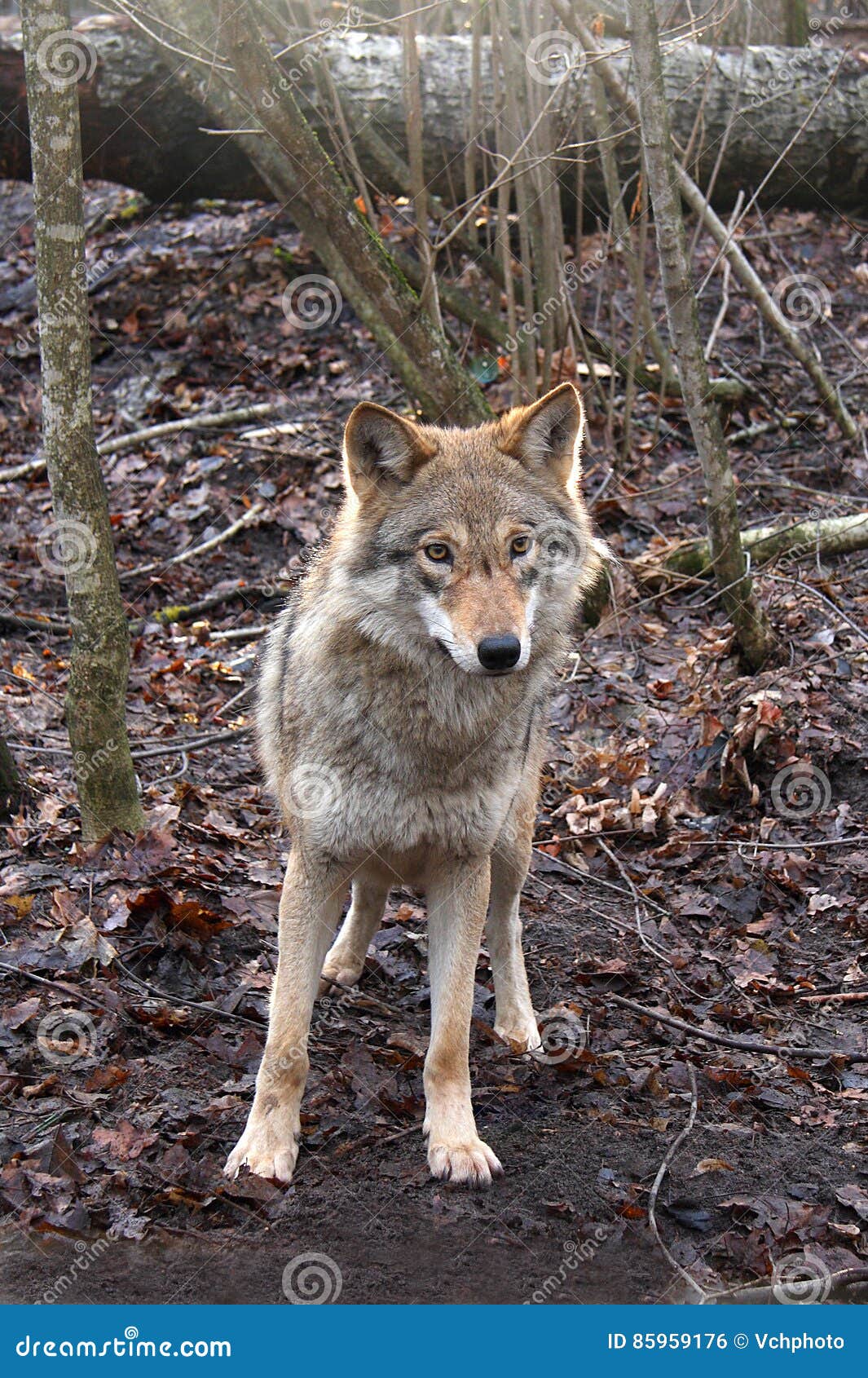 Wolf stock photo. Image of predator, brown, fallen, danger - 85959176