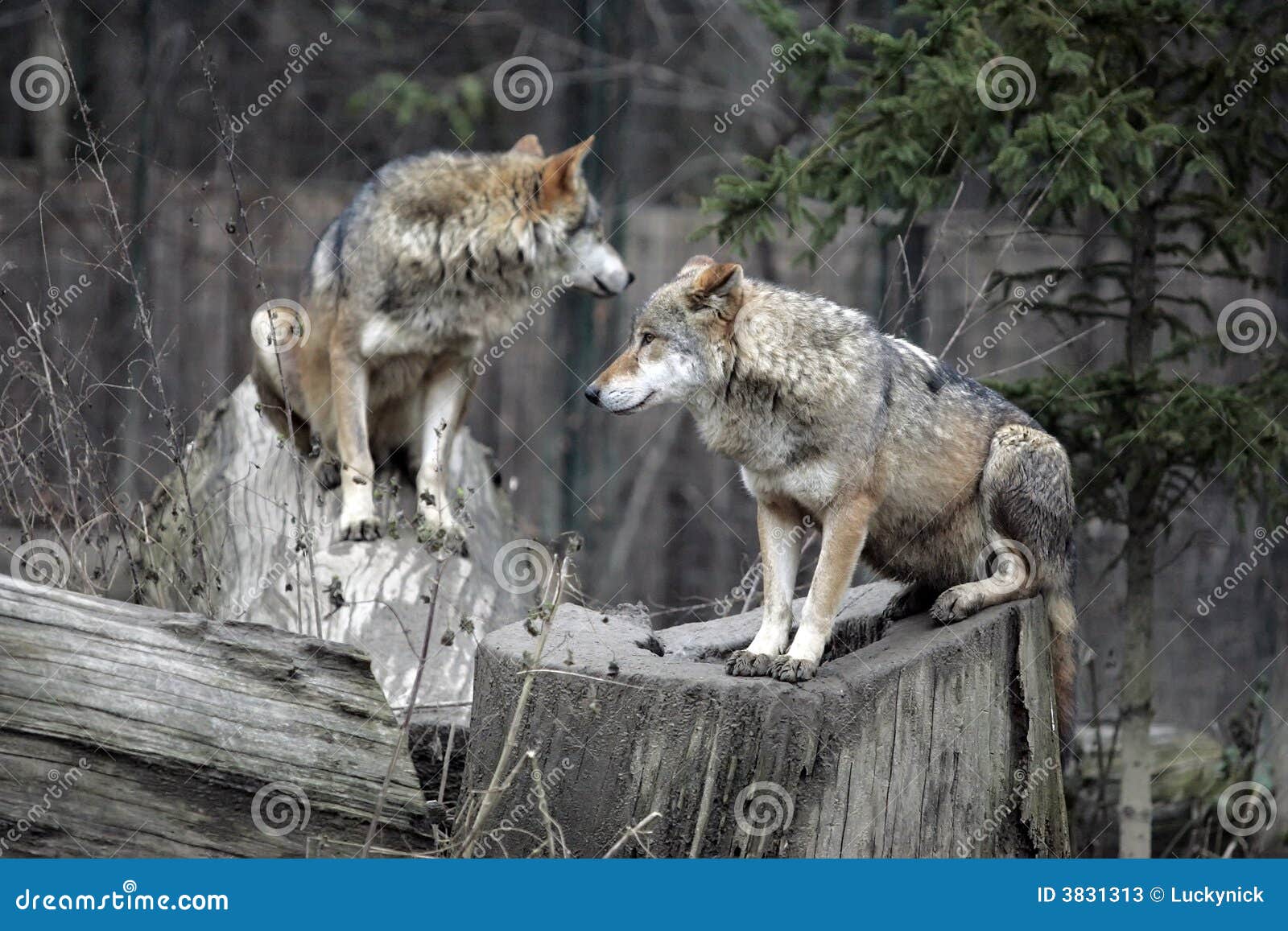 Wolf couple stock image. Image of outdoor, rest, european - 3831313