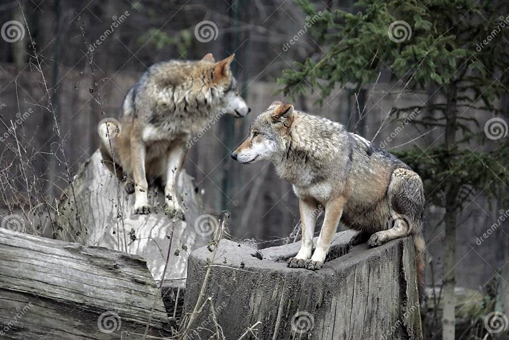 Wolf couple stock image. Image of outdoor, rest, european - 3831313