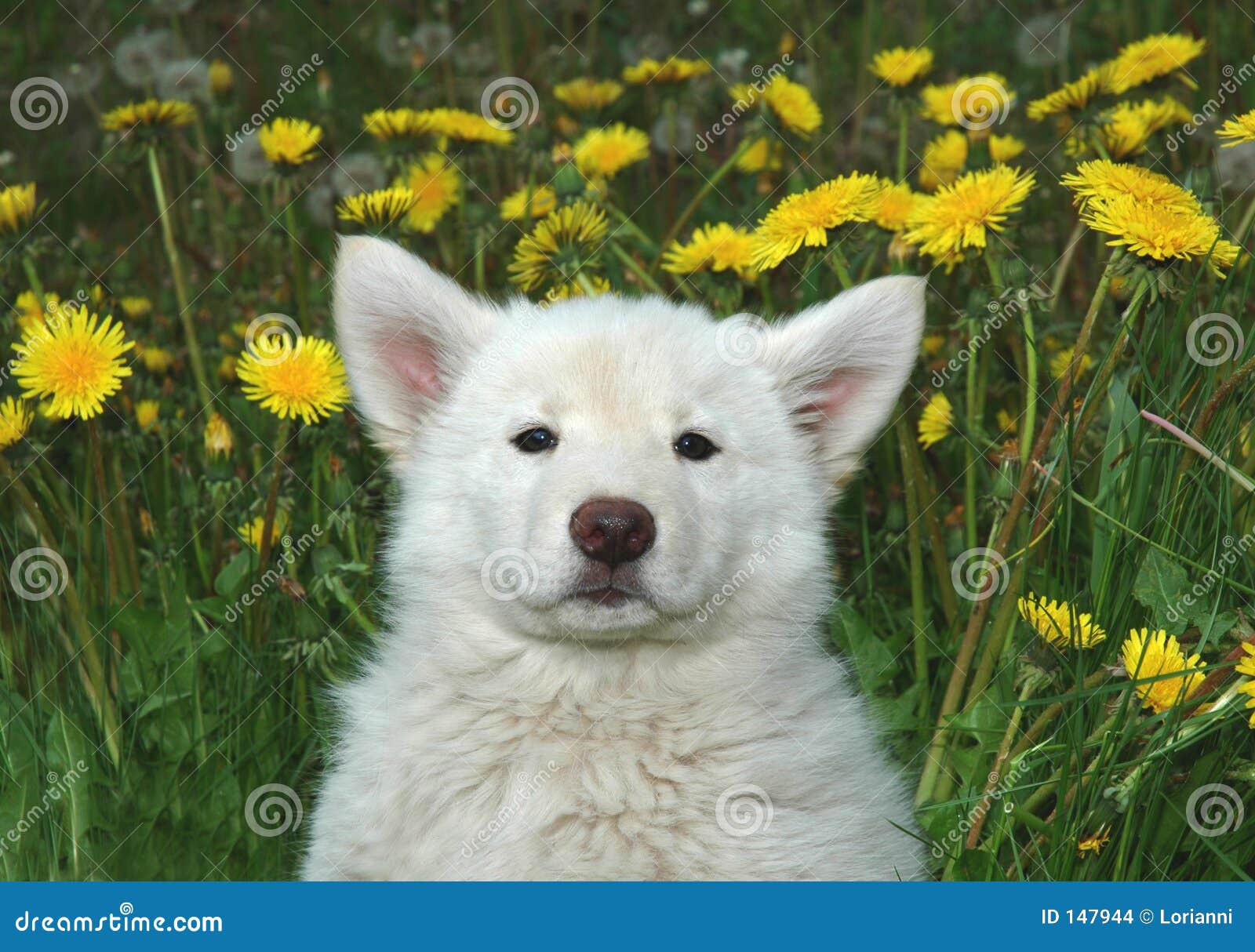 Wolf cross puppy stock photo. Image of young, yellow, posing - 147944