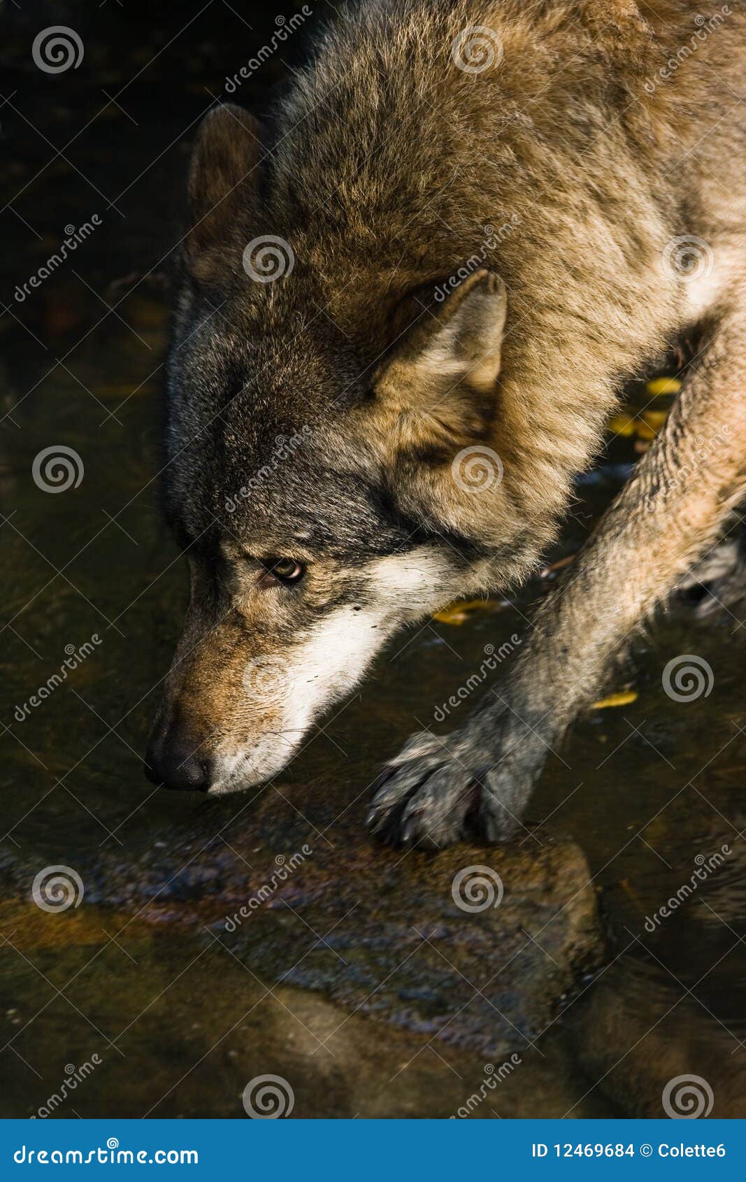 Wolf crossing the water stock photo. Image of furry, color - 12469684