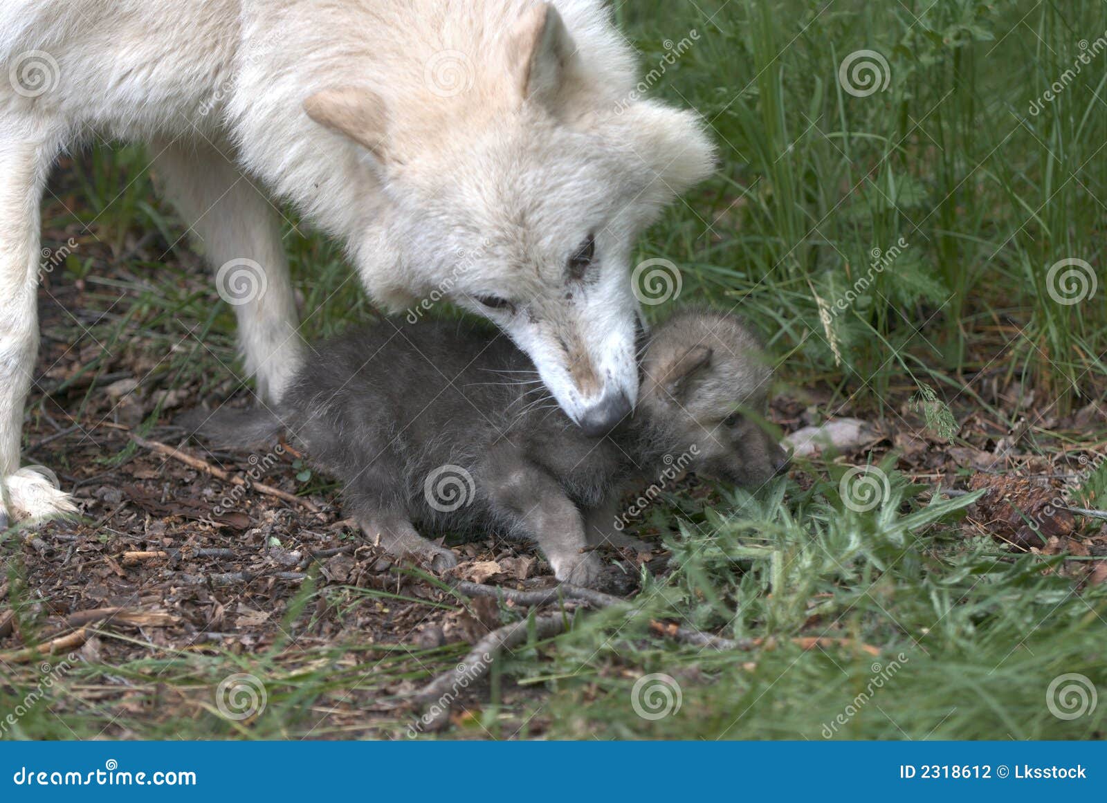 Wolf with cub stock photo. Image of rearing, animal, help - 2318612