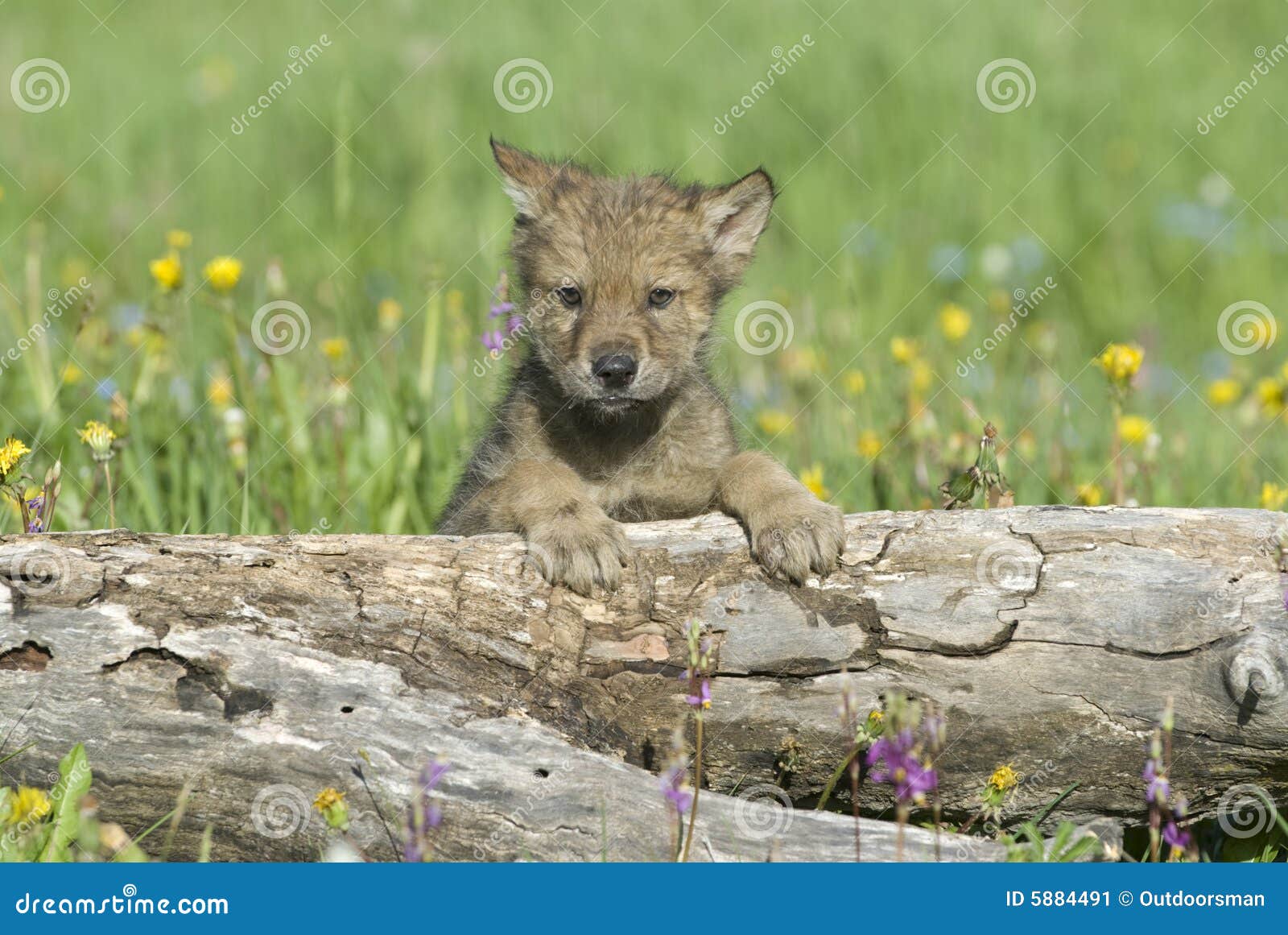 Wolf cub stock image. Image of gray, wildlife, cougar - 5884491