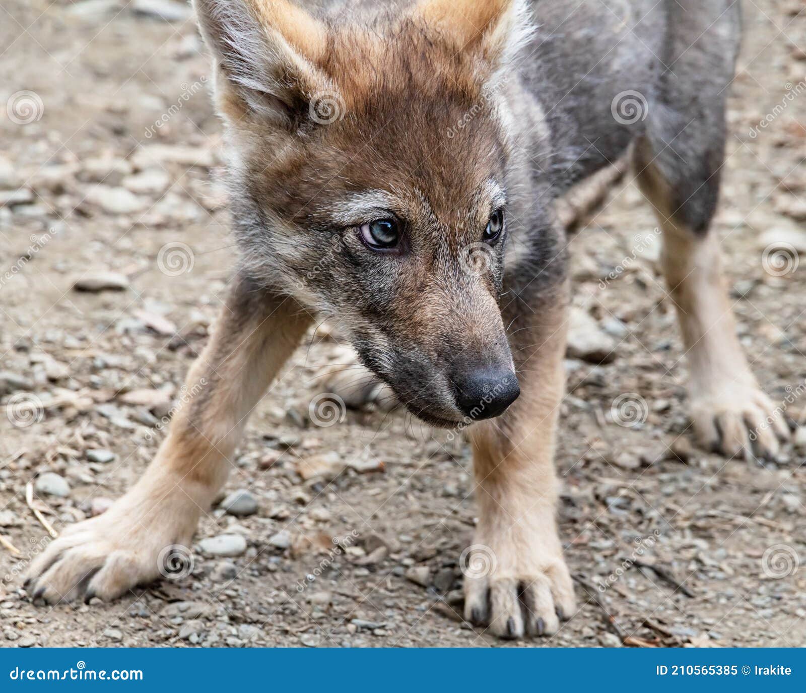 Wolf cub portrait stock image. Image of wildlife, outdoors - 210565385