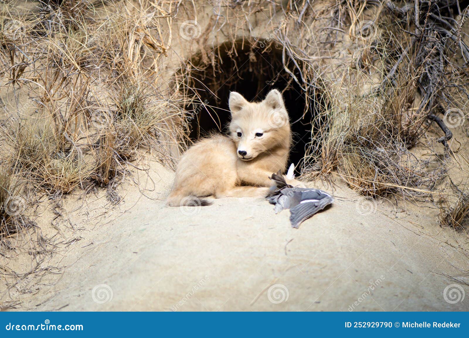 Wolf cub resting in den stock photo. Image of fluffy - 252929790