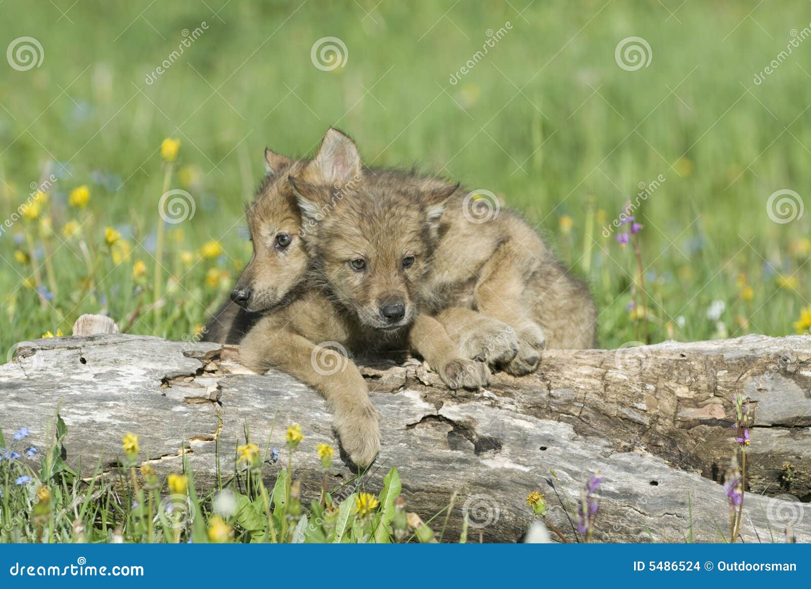 Wolf cubs stock photo. Image of cubs, nature, montana - 5486524