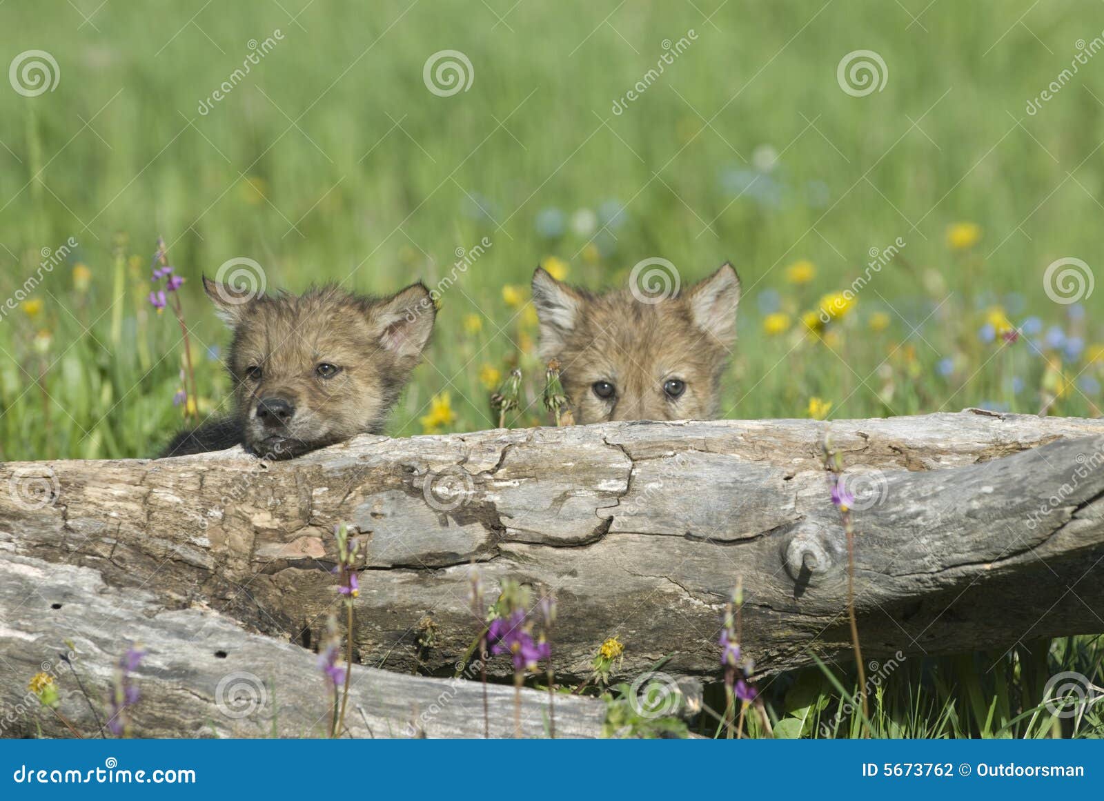 Wolf cubs stock photo. Image of outdoors, cubs, gray, nature - 5673762
