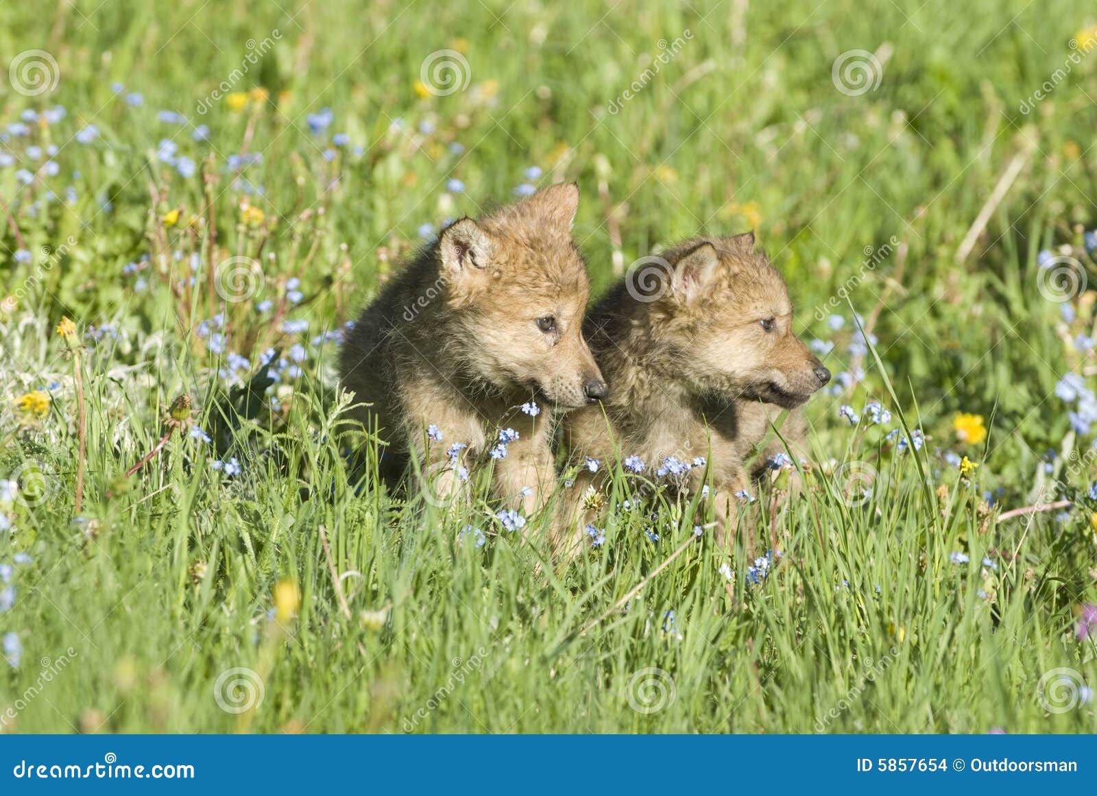 Wolf cubs in spring meadow stock photo. Image of young - 5857654