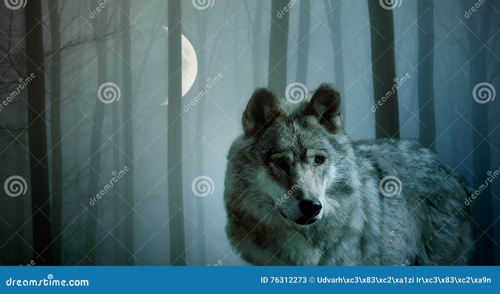 1,105 Wolf Dark Forest Photos - Free & Royalty-Free Stock Photos from ...