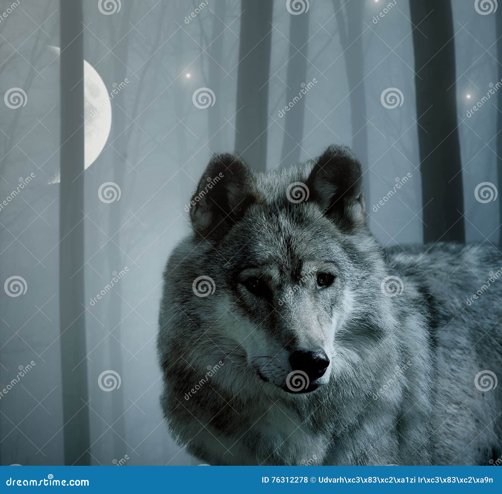 Wolf in the dark forest stock photo. Image of moon, dark - 76312278