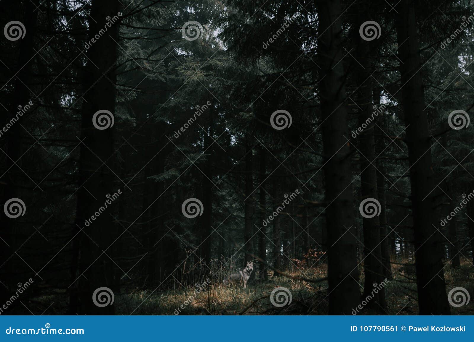 Wolf in dark forest stock image. Image of forest, spurce - 107790561