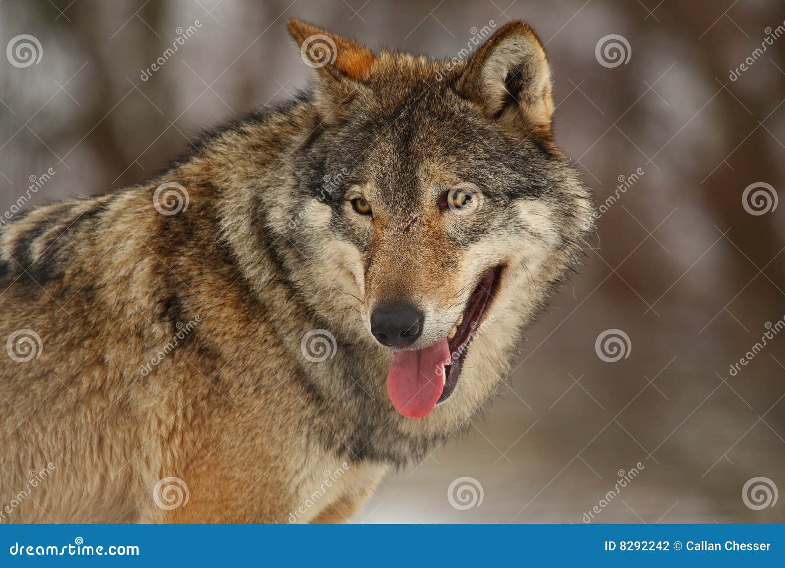 Wolf in de sneeuw stock foto. Image of roofdier, prooi - 8292242