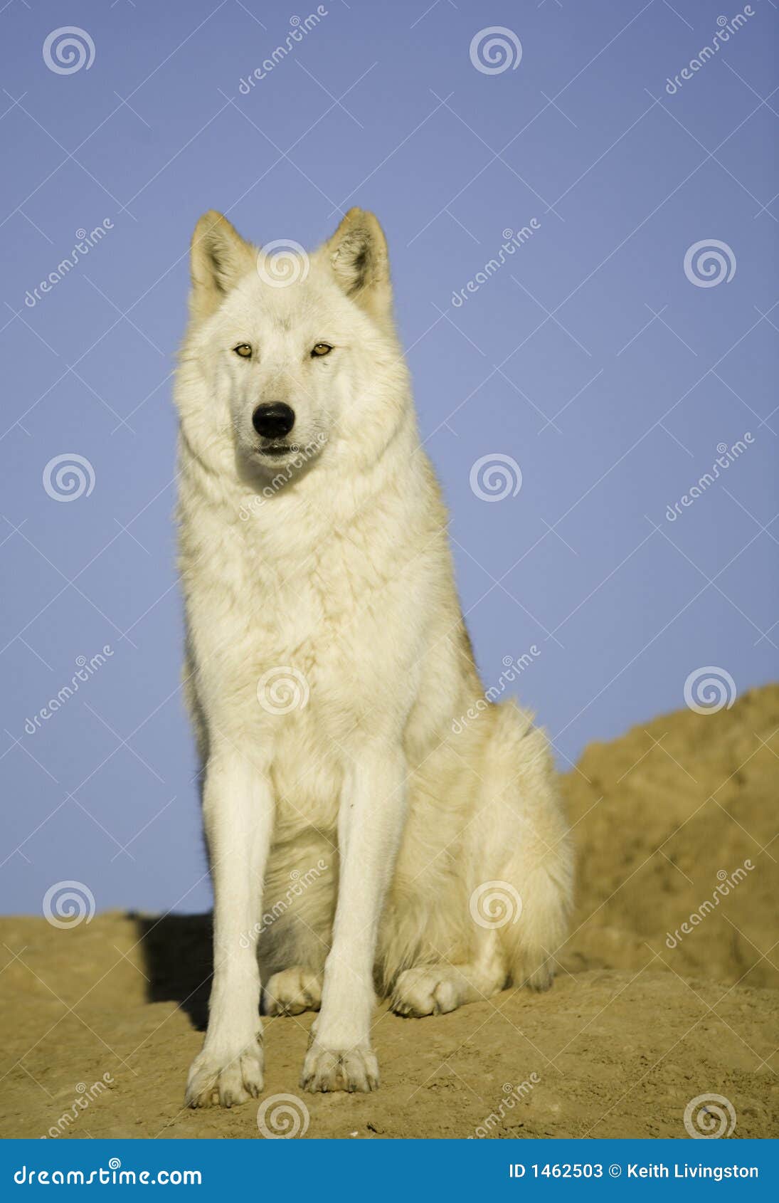 Wolf Den stock image. Image of hunter, watching, nature - 1462503