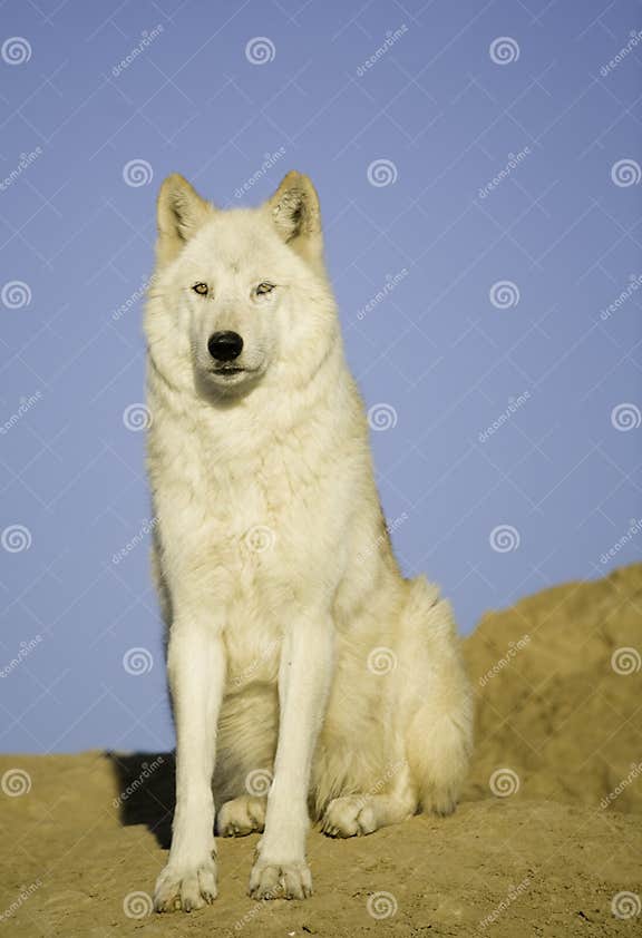 Wolf Den stock image. Image of hunter, watching, nature - 1462503