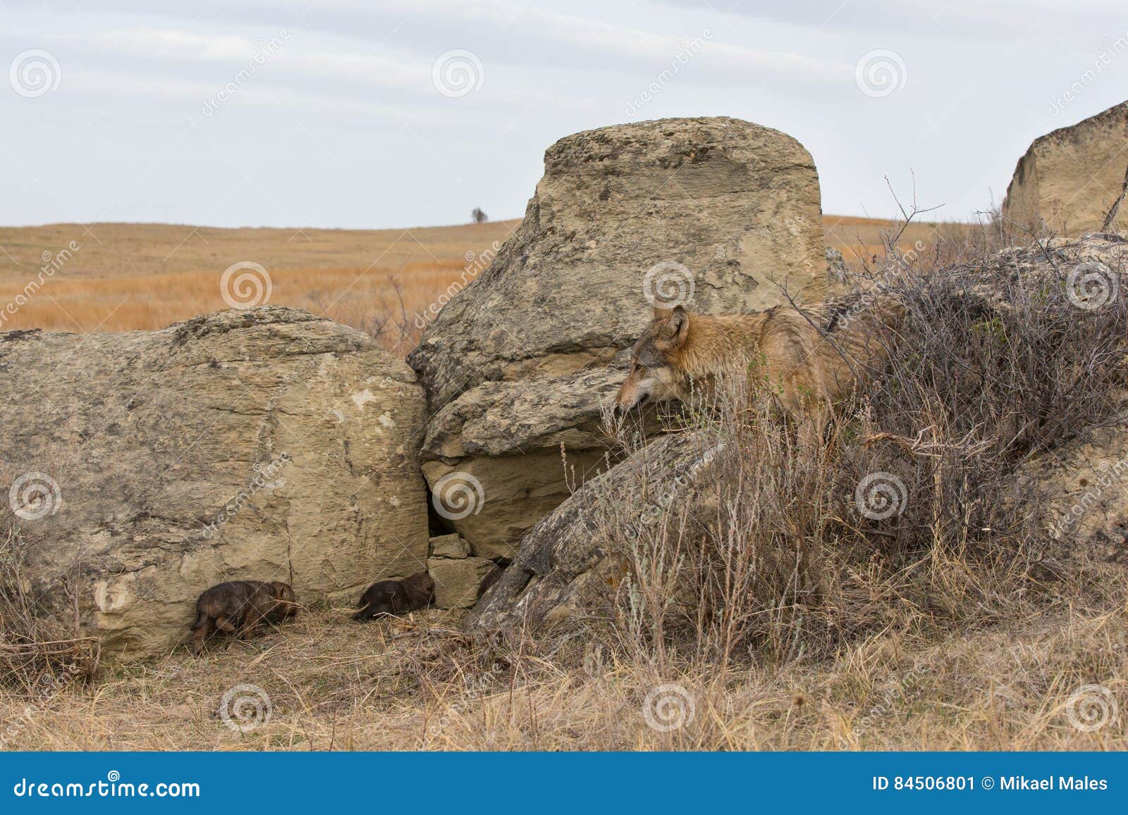 Wolf den with pups stock image. Image of wolf, early - 84506801