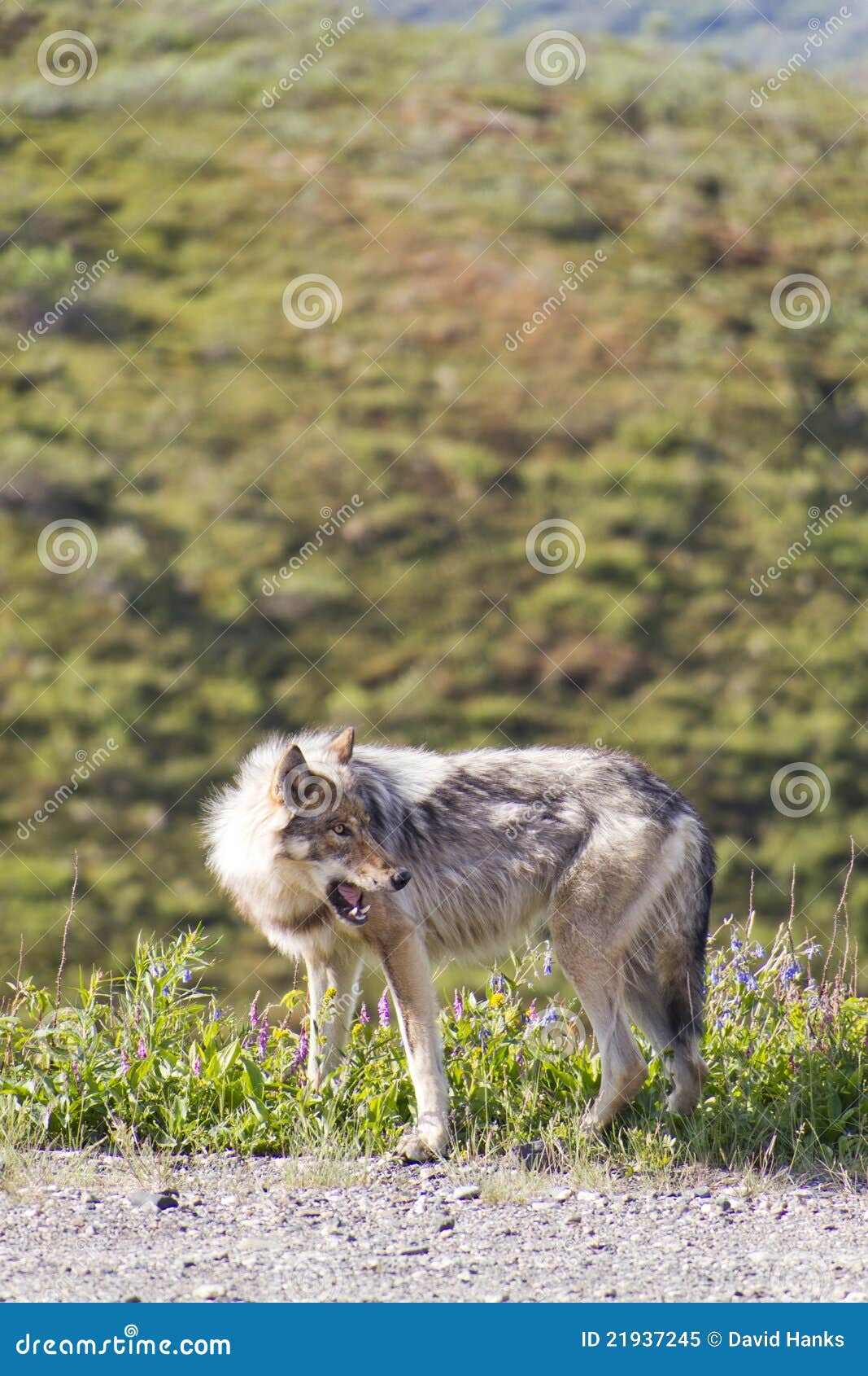 Wolf Die Prooi Met Open Mond Bekijkt Stock Afbeelding - Image of wild ...