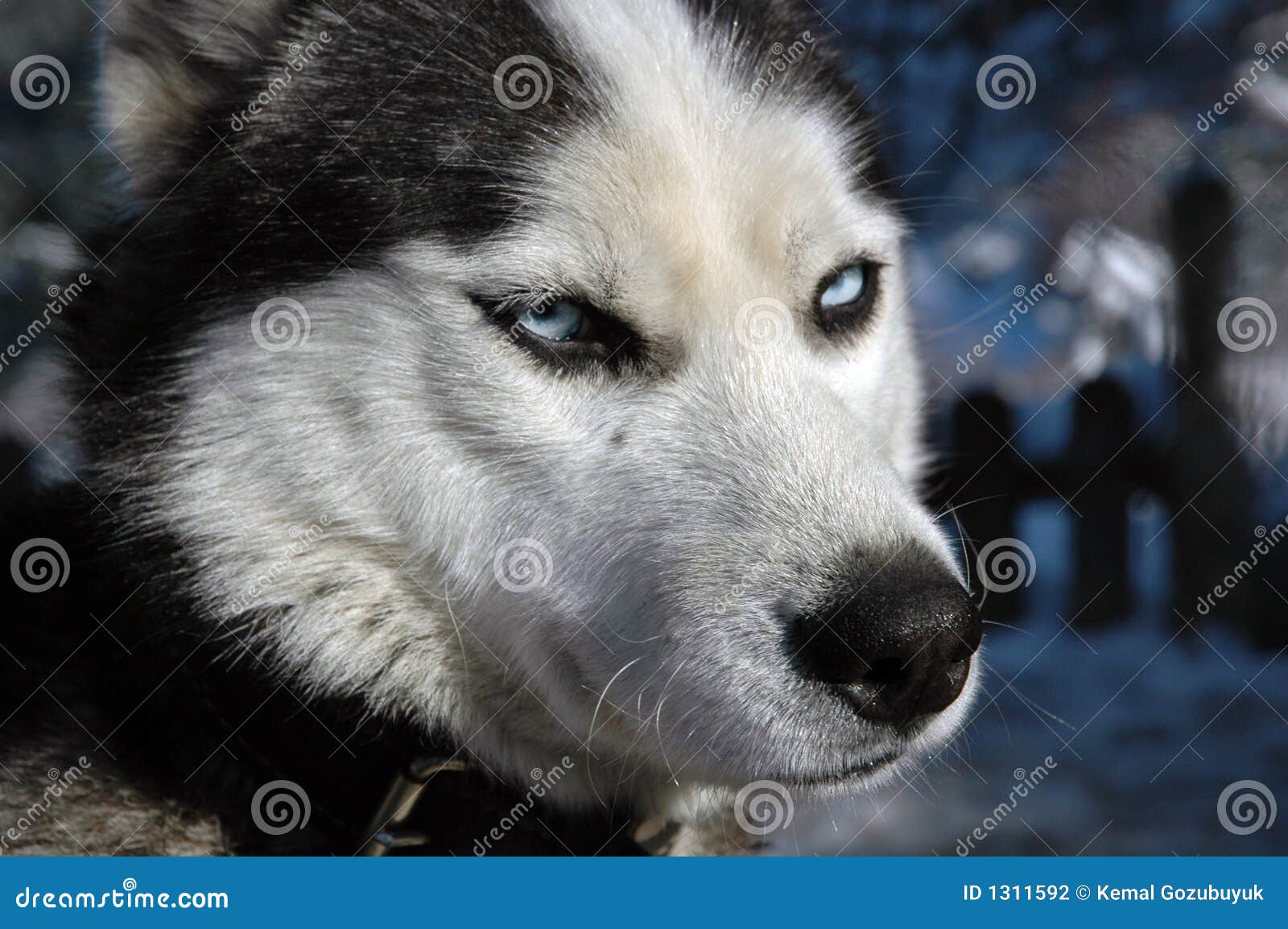 Wolf Dog Stock Photography - Image: 1311592
