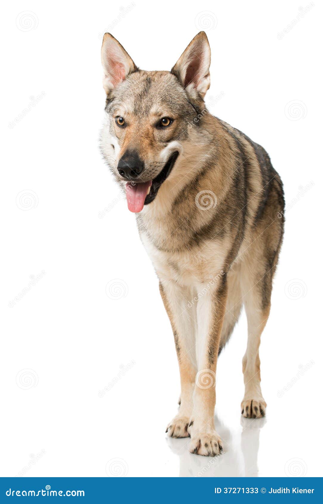 Wolf dog stock image. Image of friendly, wolf, czechoslovakian - 37271333