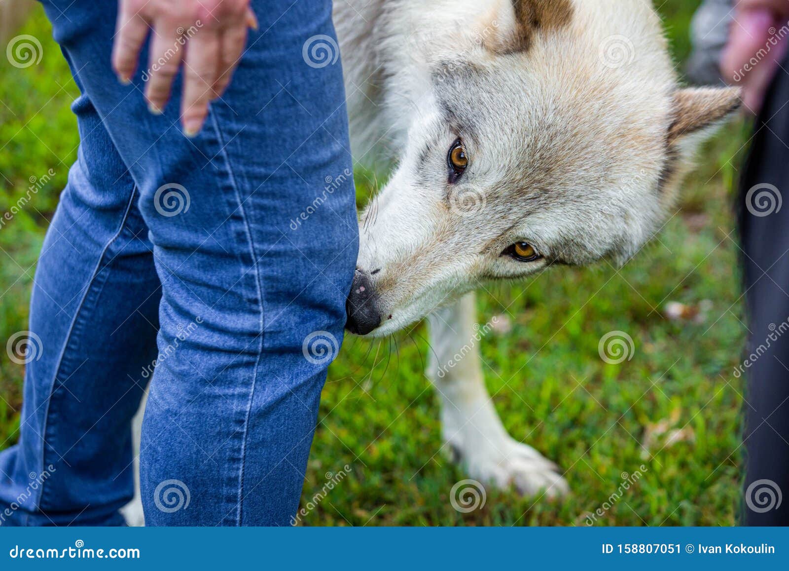 Wolf Human Hybrid