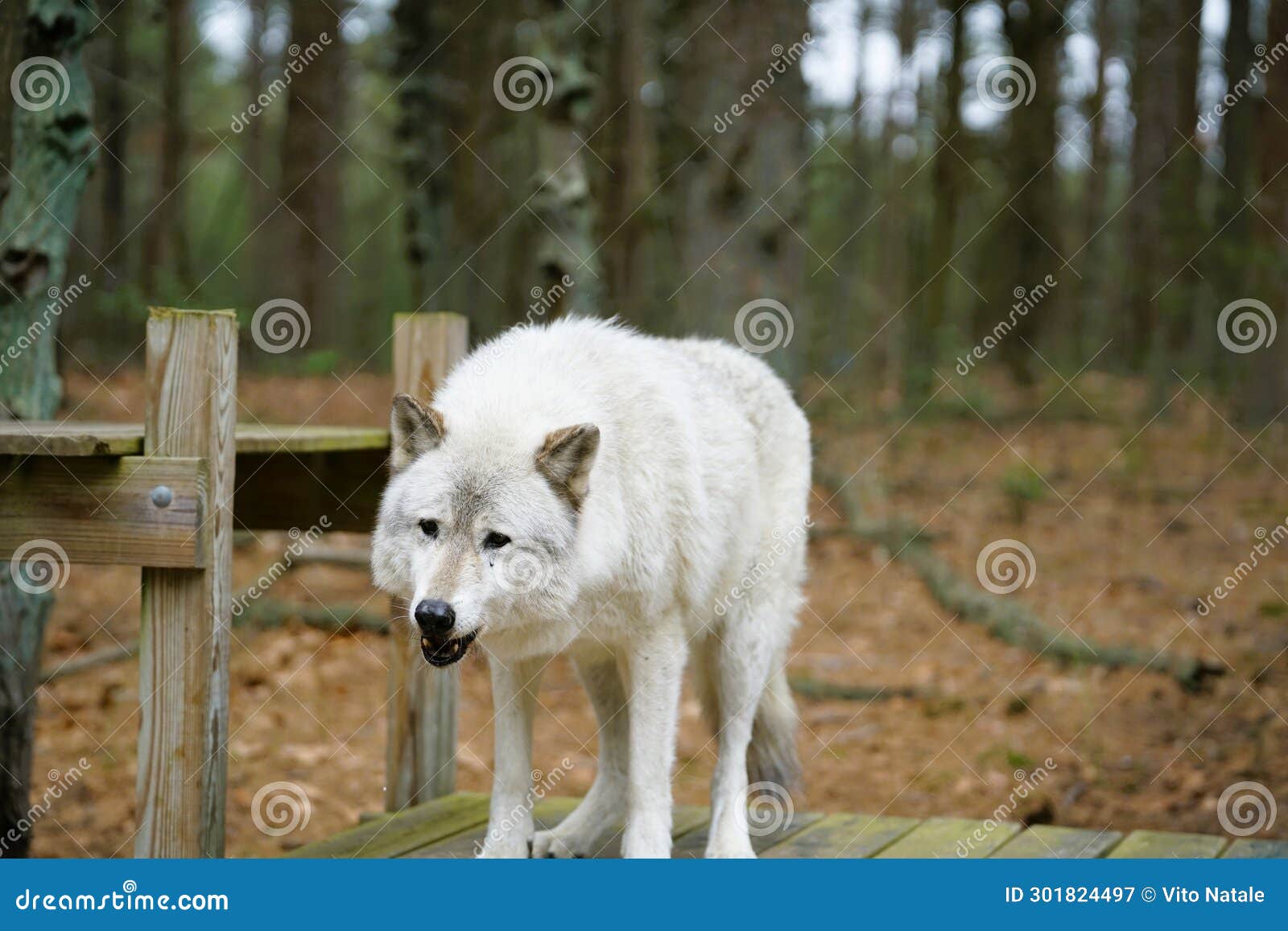 A Wolf Dog at Howling Woods Farm Stock Image - Image of howling ...