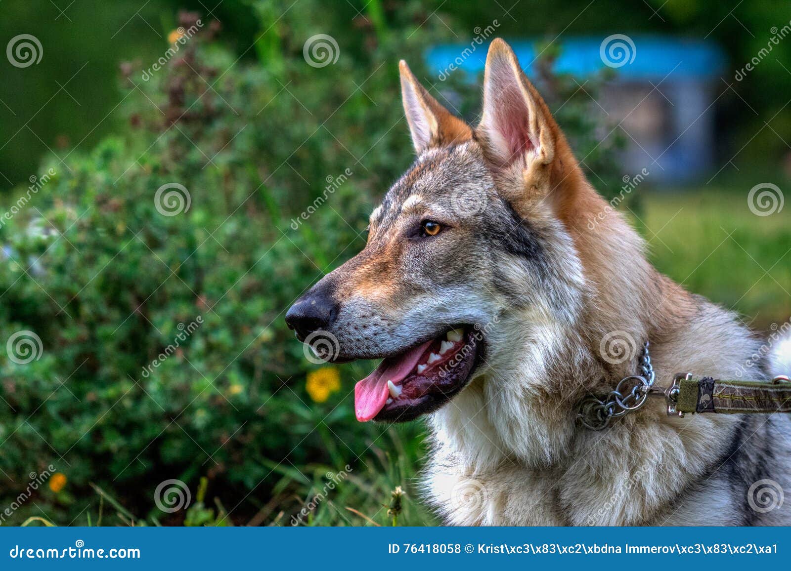 Wolf dog stock photo. Image of animal, brown, adapted - 76418058