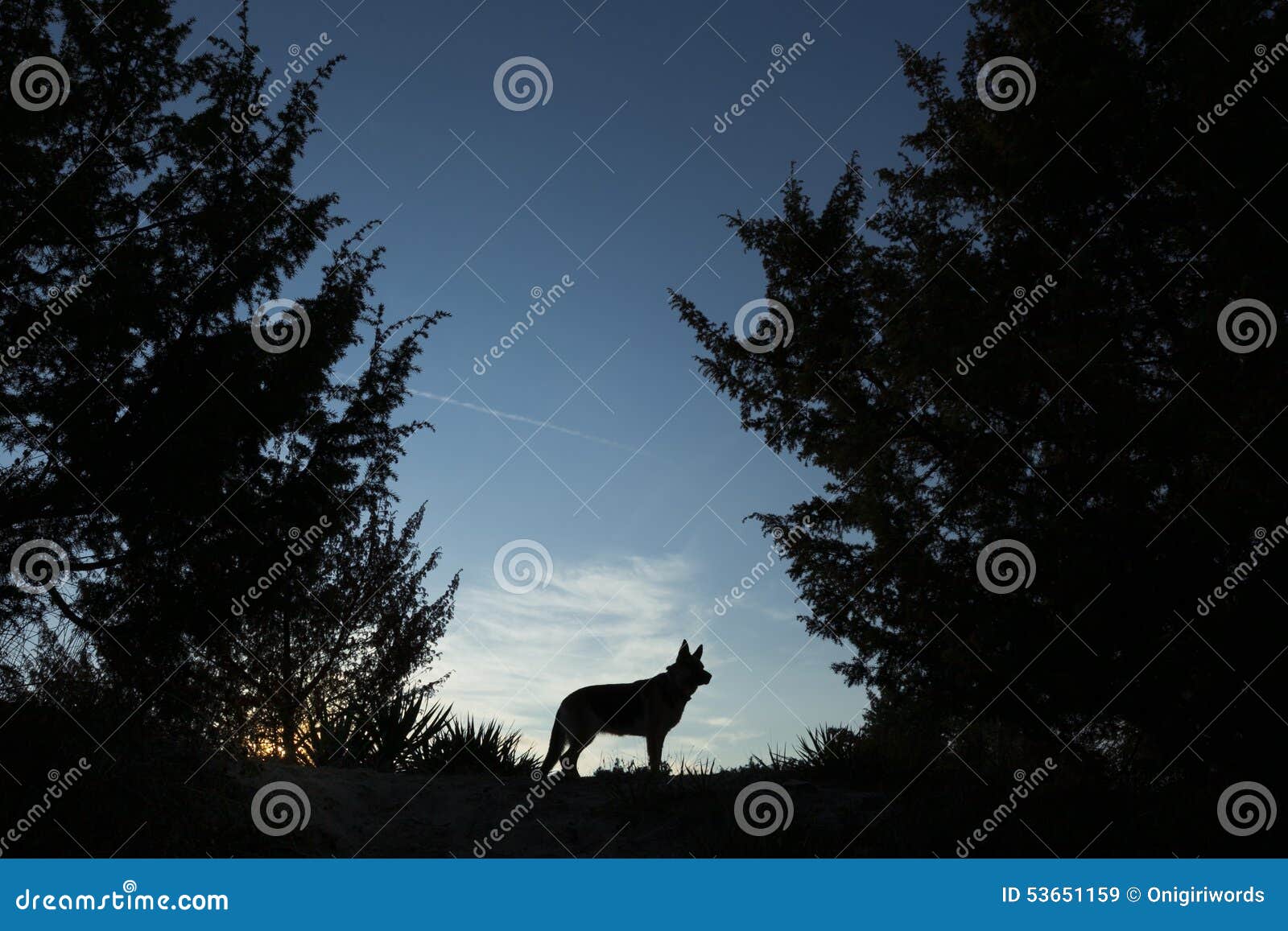 Wolf dog stock image. Image of cloud, blue, shadows, silhouette - 53651159