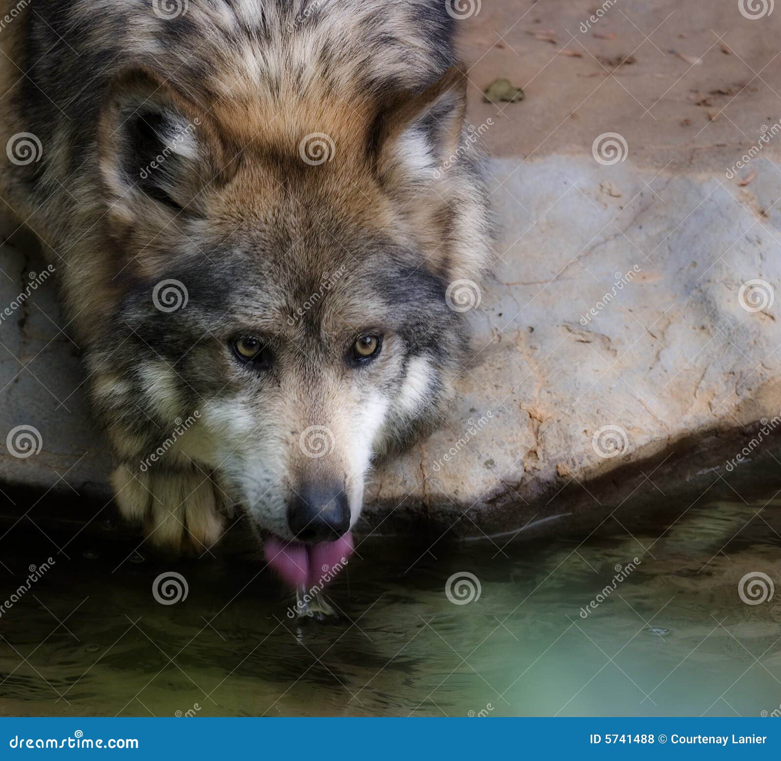 Wolf Drinking stock photo. Image of mammal, wolf, canine - 5741488