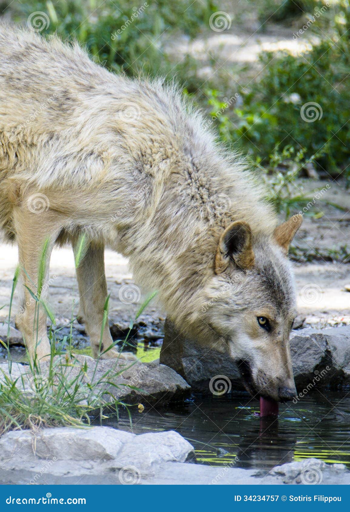 Wolf is drinking water stock image. Image of dangerous - 34234757