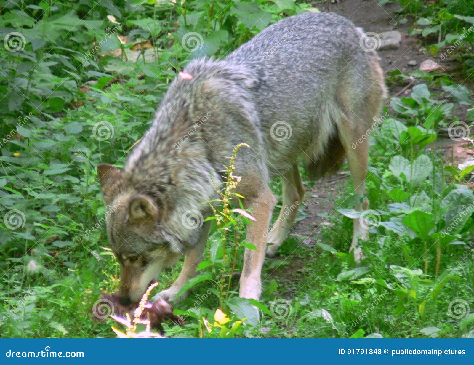 Wolf Eating Picture. Image: 91791848