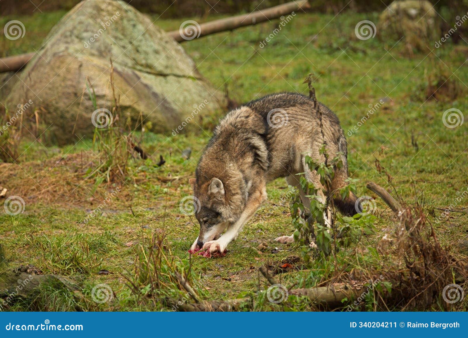 Wolf eating. stock image. Image of wild, eating, nature - 340204211