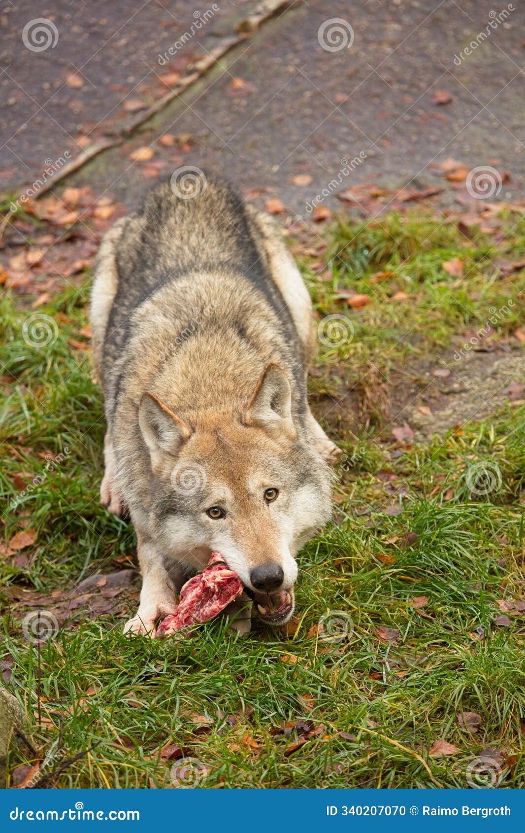 Wolf eating. stock photo. Image of outdoor, canine, carnivore - 340207070